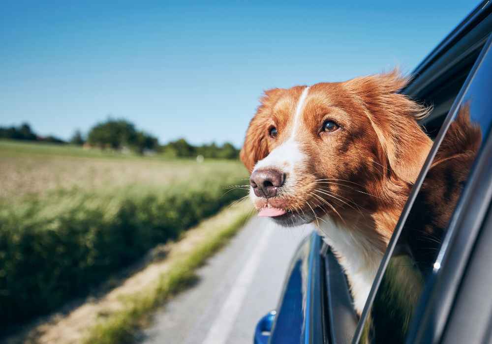 Tips for Driving with Pets